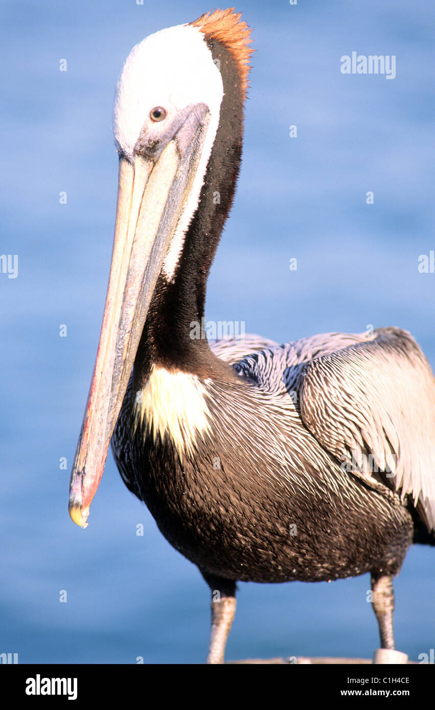 United States, Louisiana, pelican in Bayous Stock Photo - Alamy