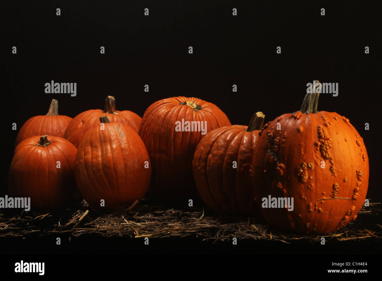 A line of Pumpkins in October Stock Photo - Alamy
