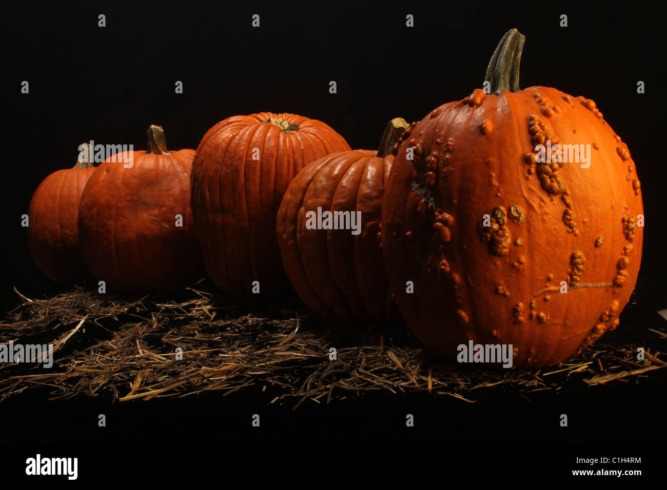 A line of Pumpkins in October Stock Photo - Alamy