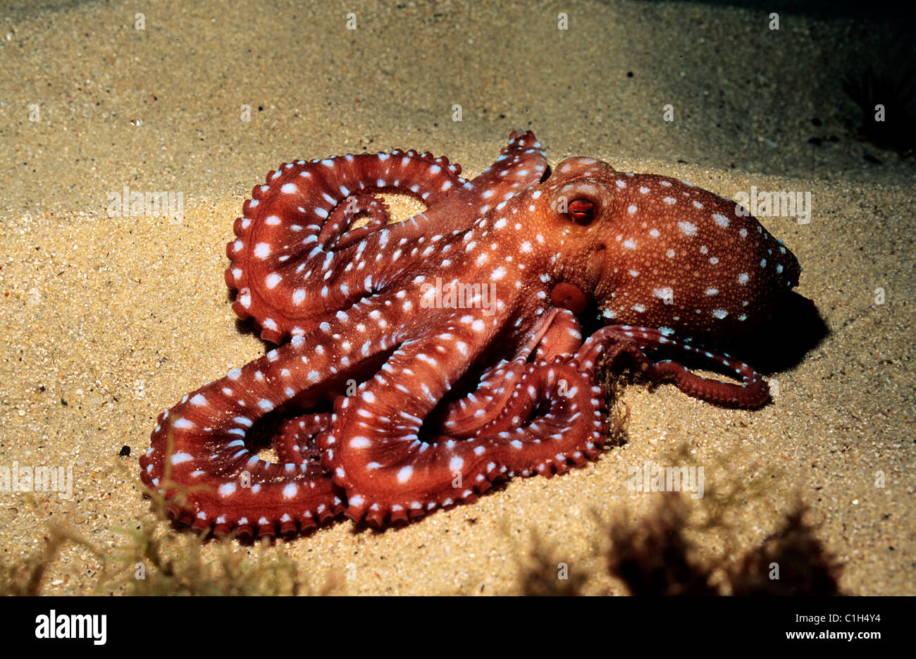 France, Corse du Sud, an octopus Stock Photo - Alamy