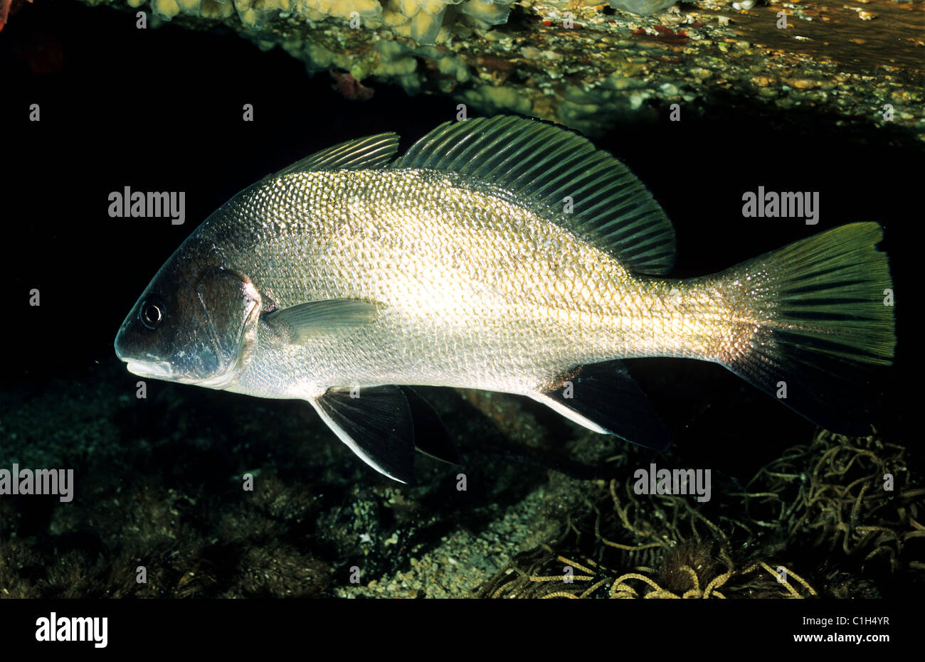 Golden sciaena in its fault hi-res stock photography and images - Alamy