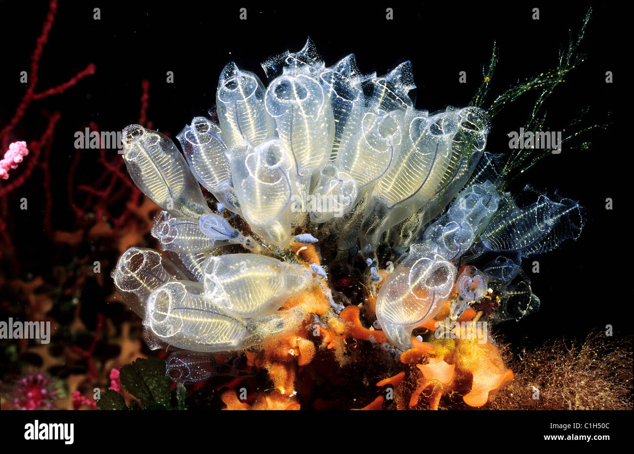 Ascidiacea High Resolution Stock Photography and Images - Alamy