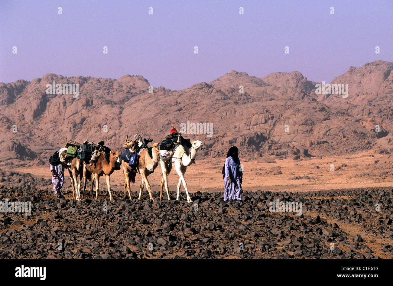 Algeria, Sahara, the Hoggar, tuareg camel caravan on the plateau ...