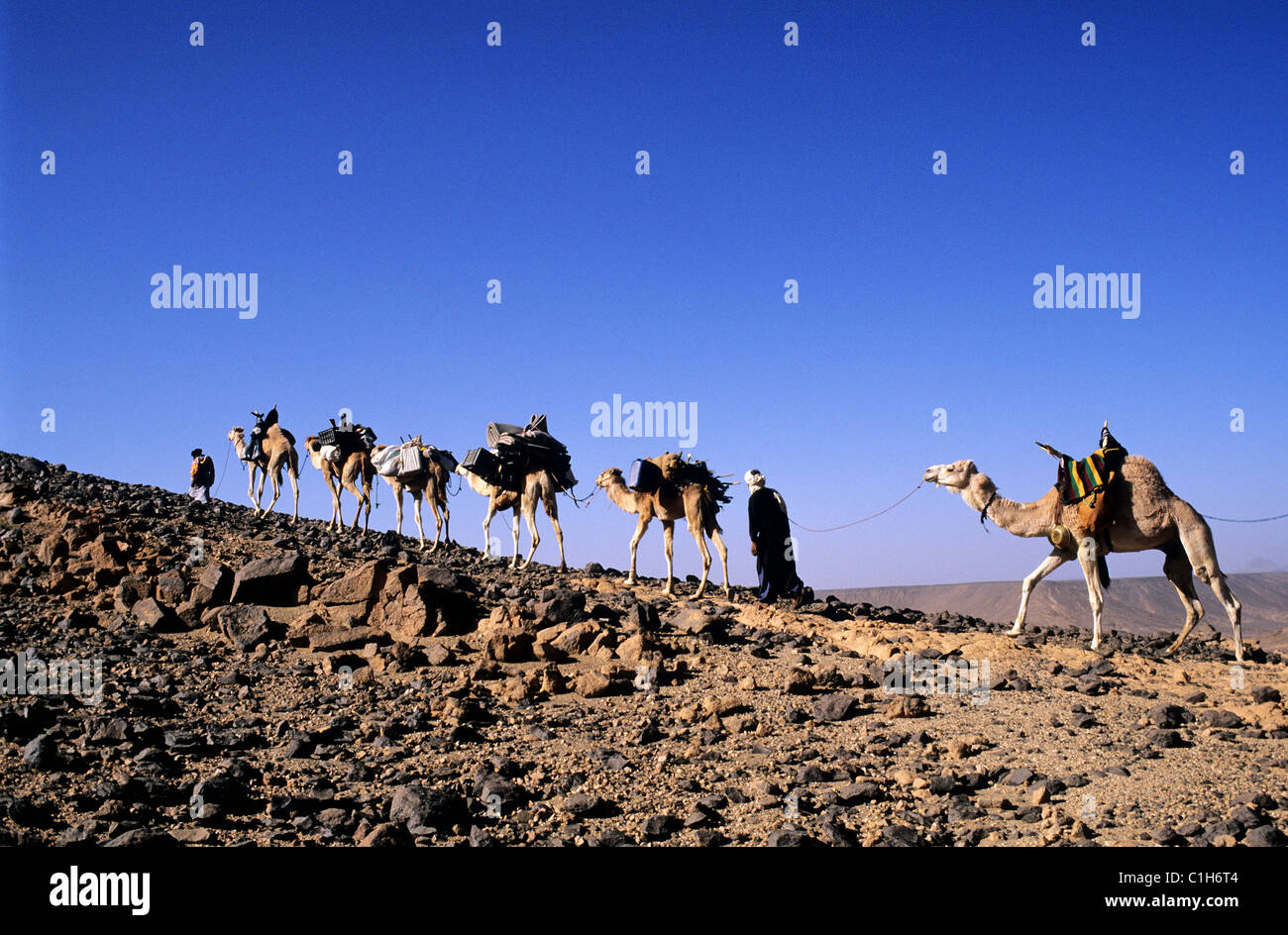 Algeria, Sahara, the Hoggar, tuareg camel caravan on the basaltic ...