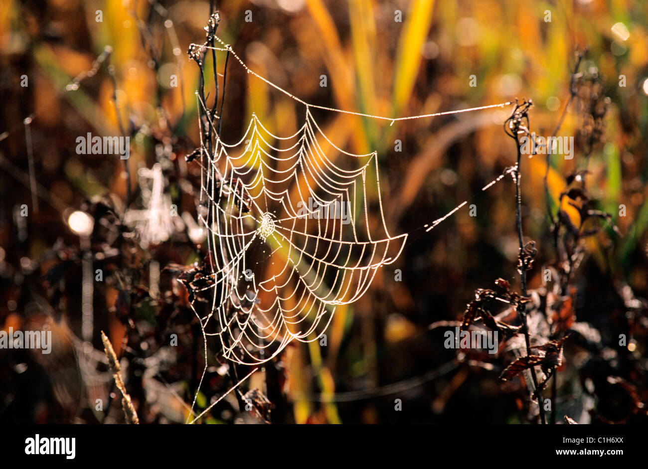 Spiders of europe hi-res stock photography and images - Alamy
