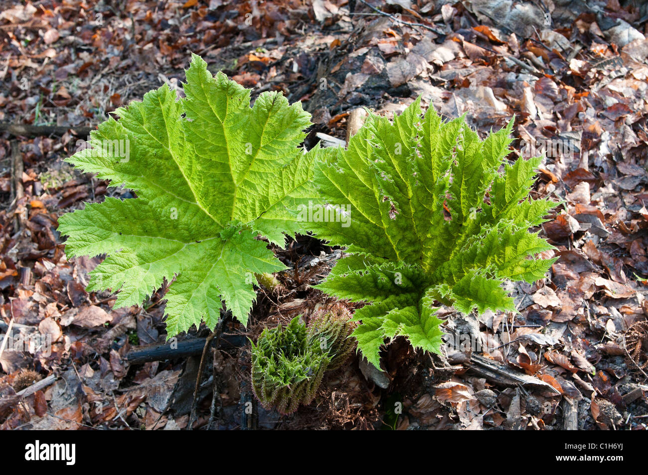 Gunnera in spring Stock Photo - Alamy