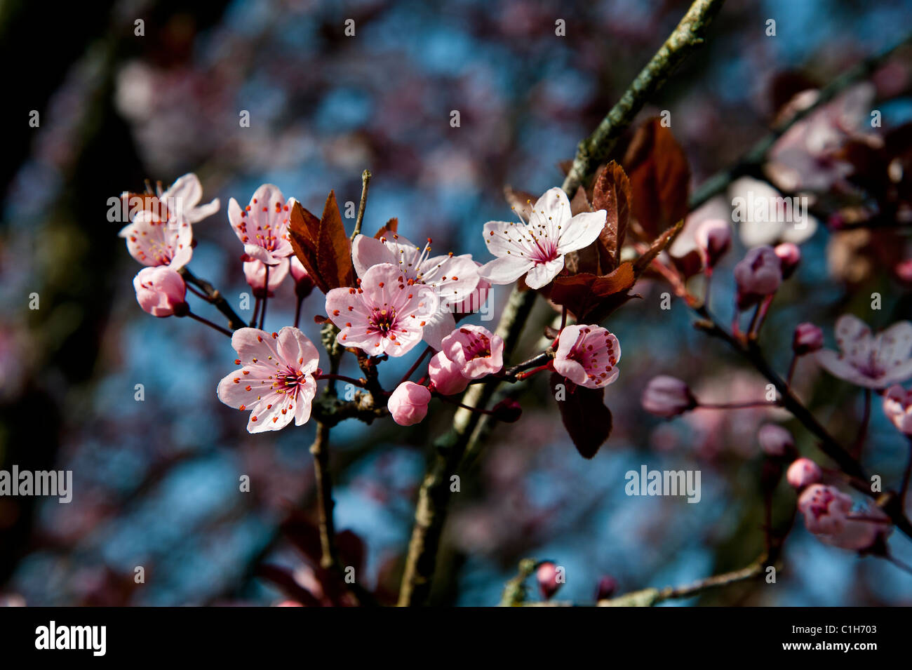 Prunus blossom hi-res stock photography and images - Alamy