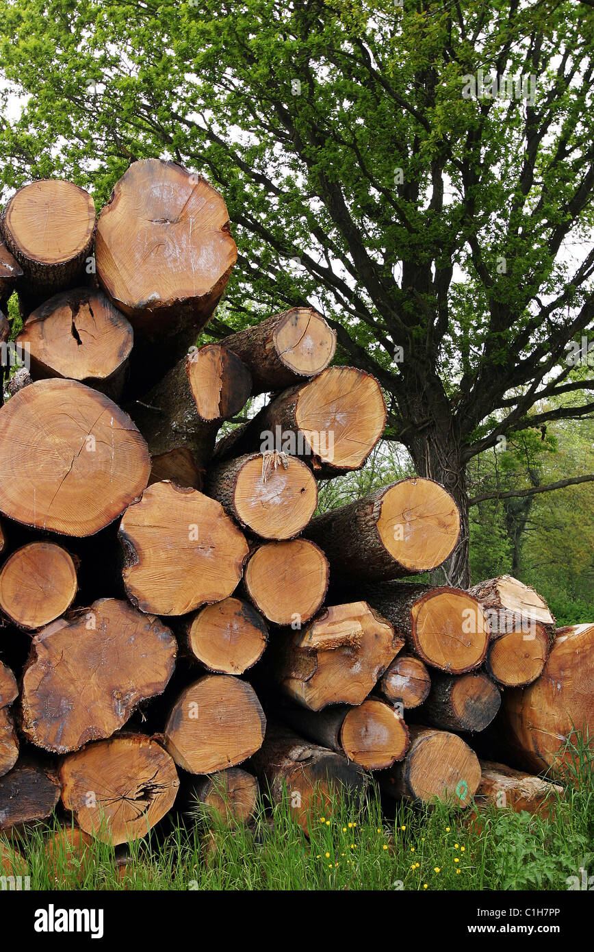 France, Allier, oaks of the forest of Tronçais, Bourbonnais Stock Photo ...