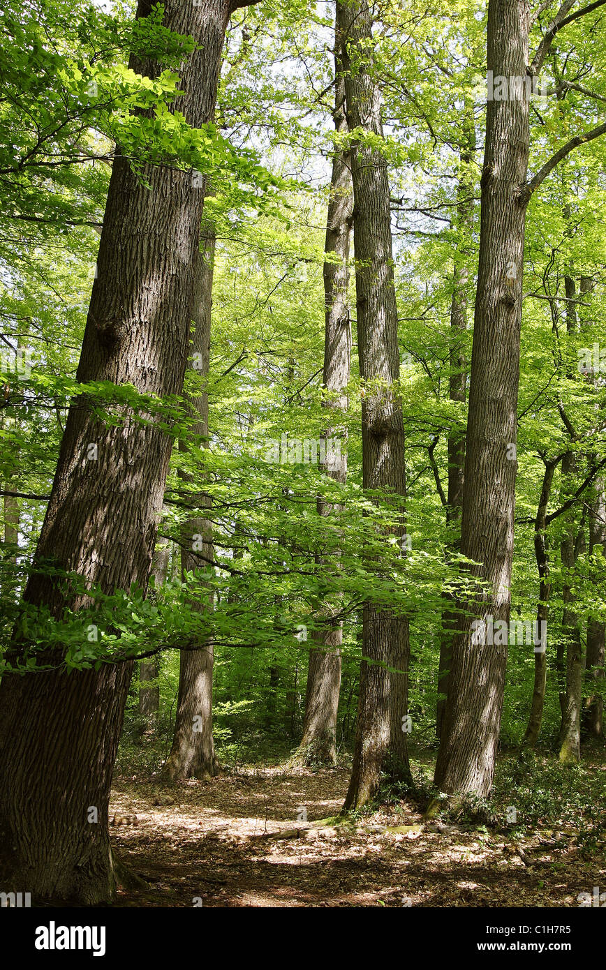 France, Allier, forest of Tronçais, reserve biologic of the forest ...