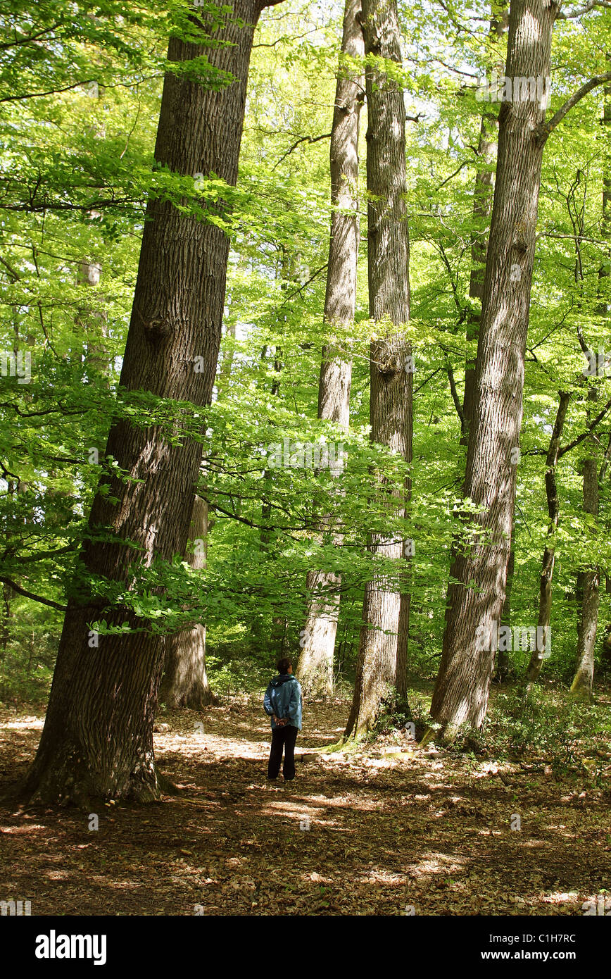 France, Allier, forest of Tronçais, reserve biologic of the forest ...