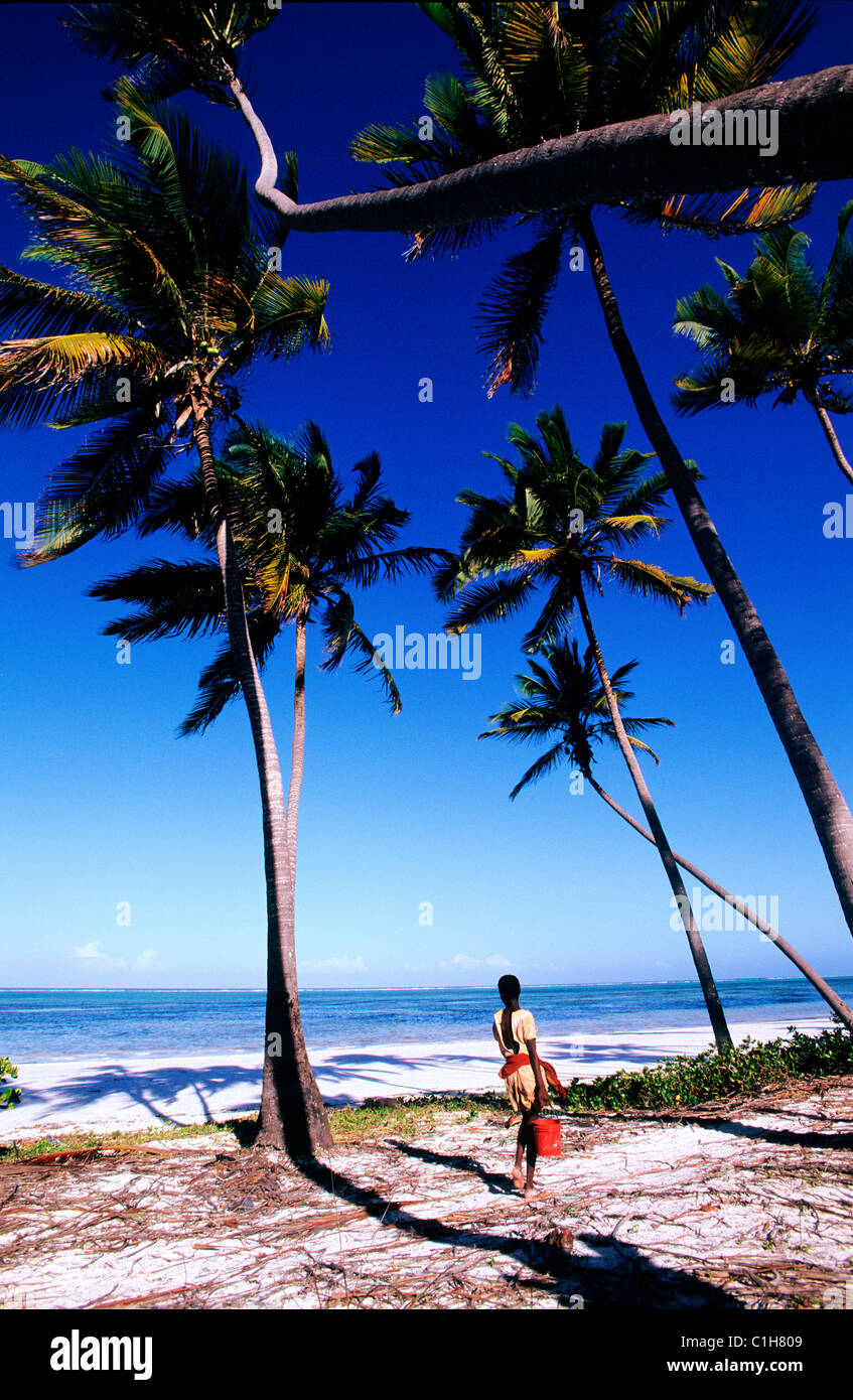 Tanzania, Zanzibar Archipelago, Unguja Island (Zanzibar), coconut trees ...