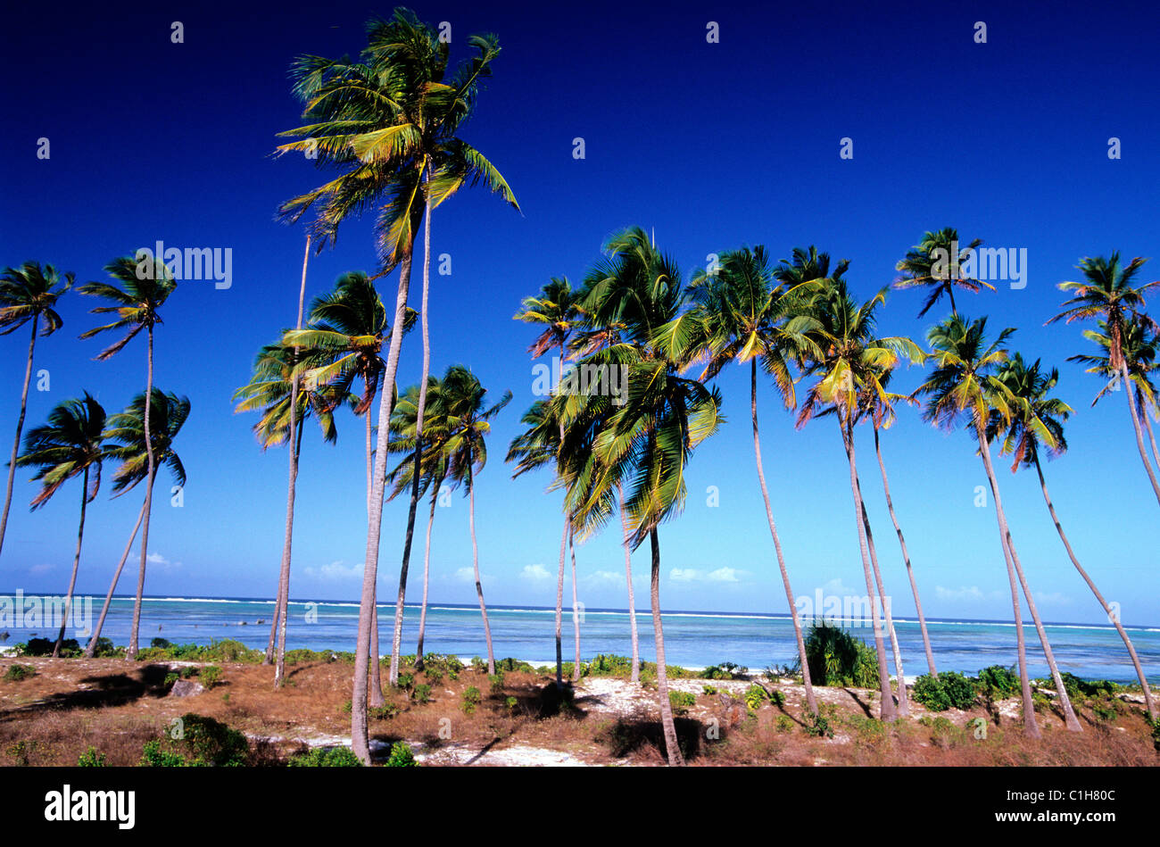 Palm trees bwejuu beach zanzibar hi-res stock photography and images ...