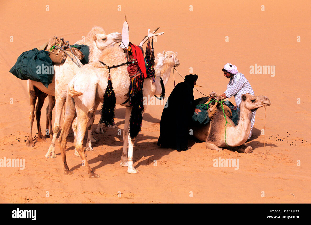 Libya, the Sahara, camel trek starting from the oasis of Ghat Stock ...