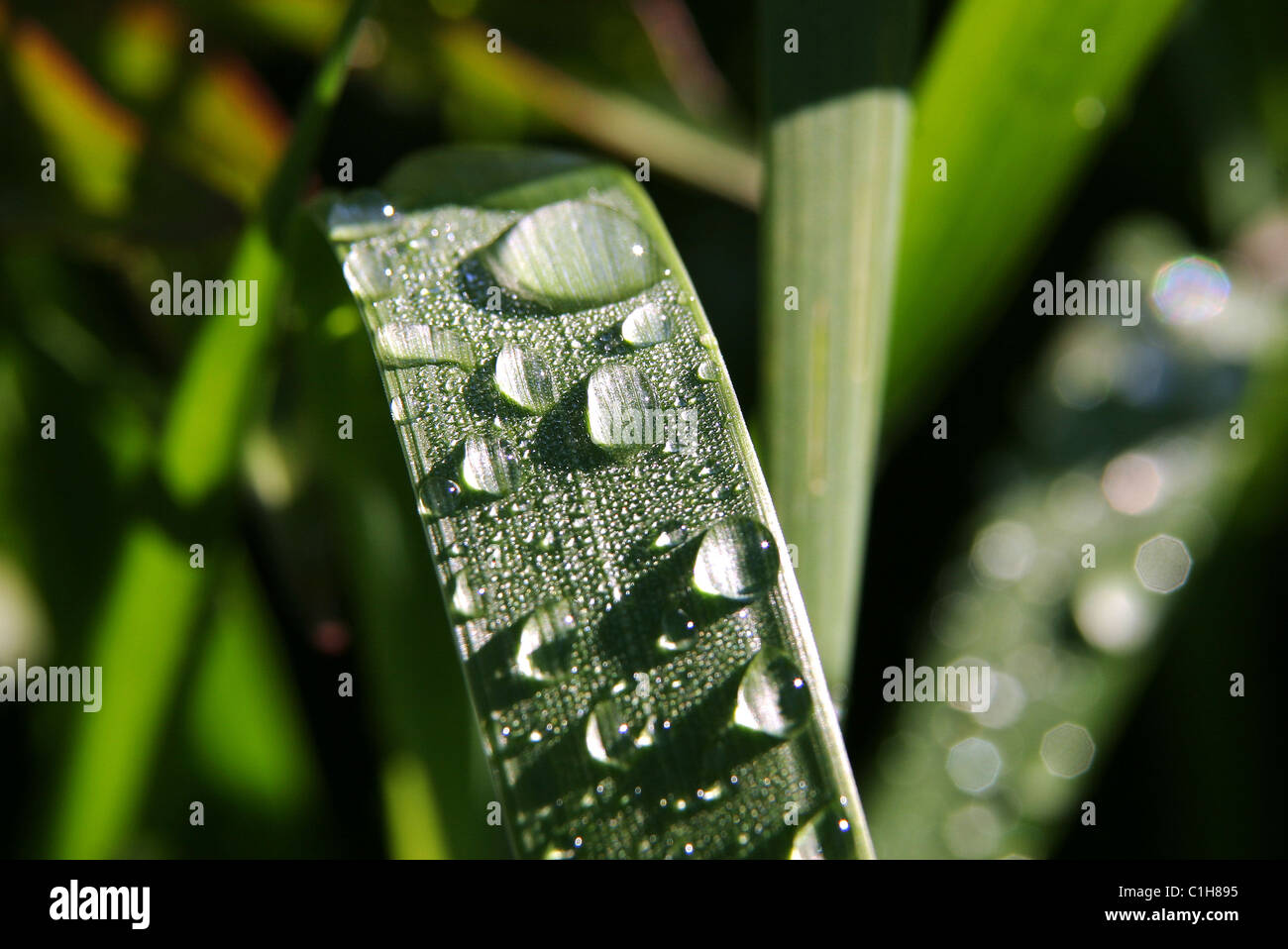 France, morning dewdrop Stock Photo - Alamy