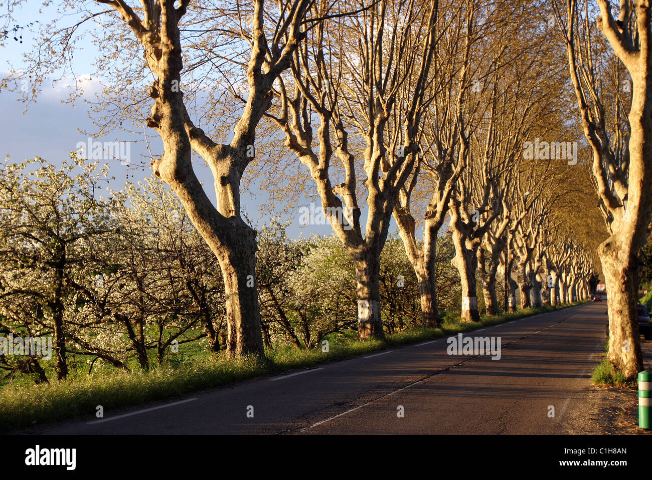 France, Vaucluse, road close to Avignon Stock Photo - Alamy