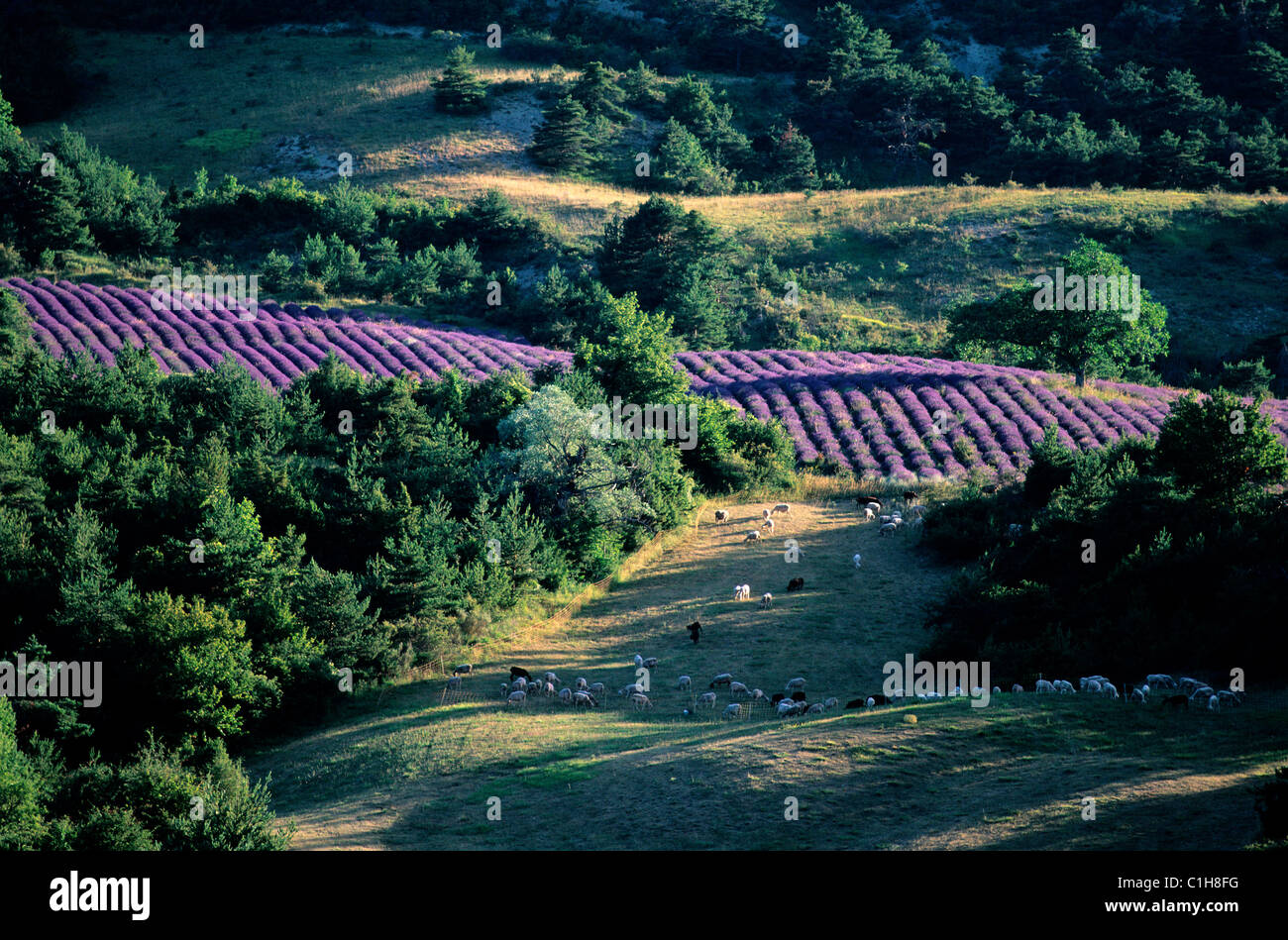 France, Hautes Alpes, lavender field Stock Photo - Alamy