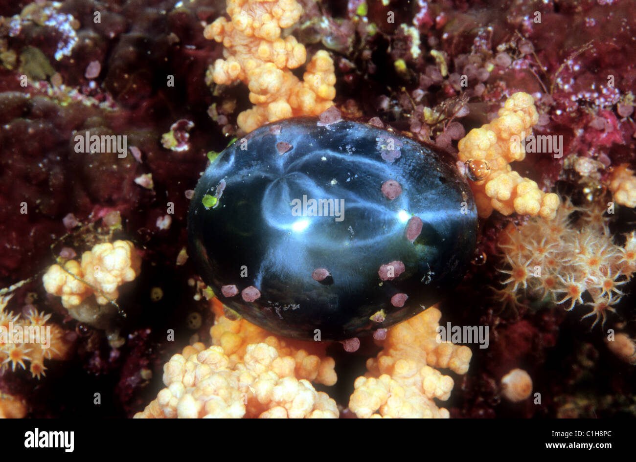 Giant unicellular alga hi-res stock photography and images - Alamy