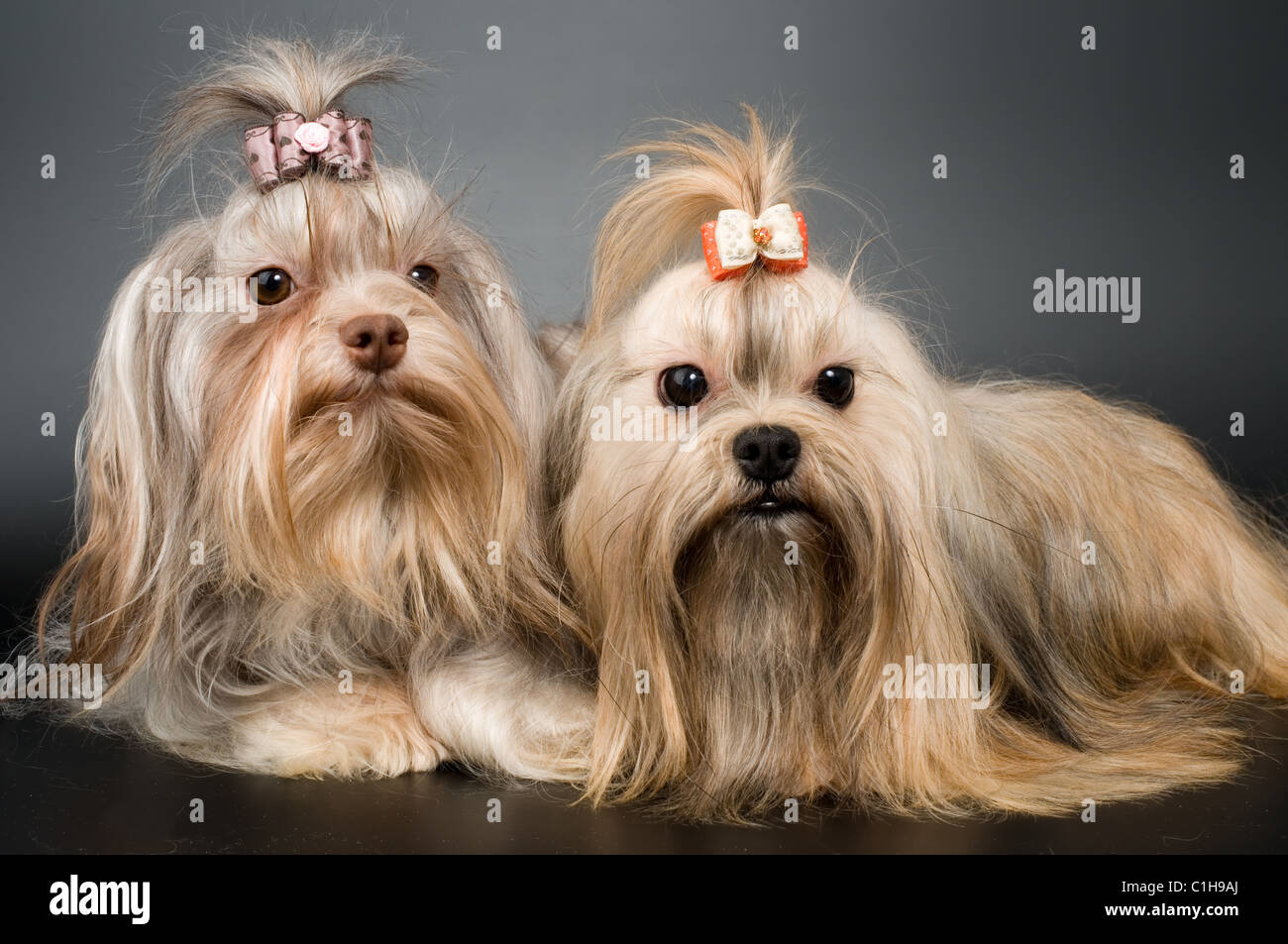 Bolonka hi-res stock photography and images - Alamy