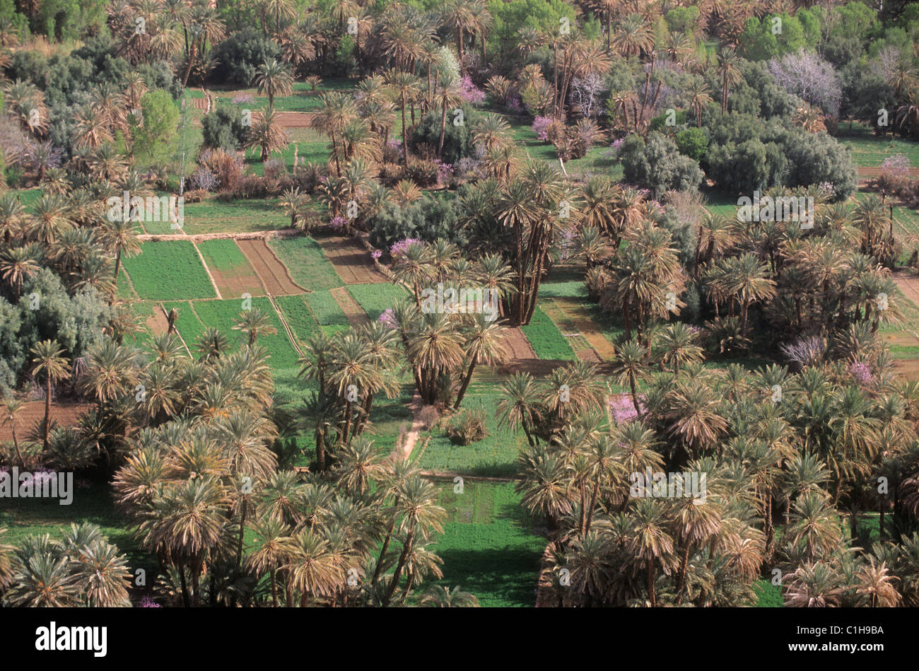 Tineghirs palm field hi-res stock photography and images - Alamy