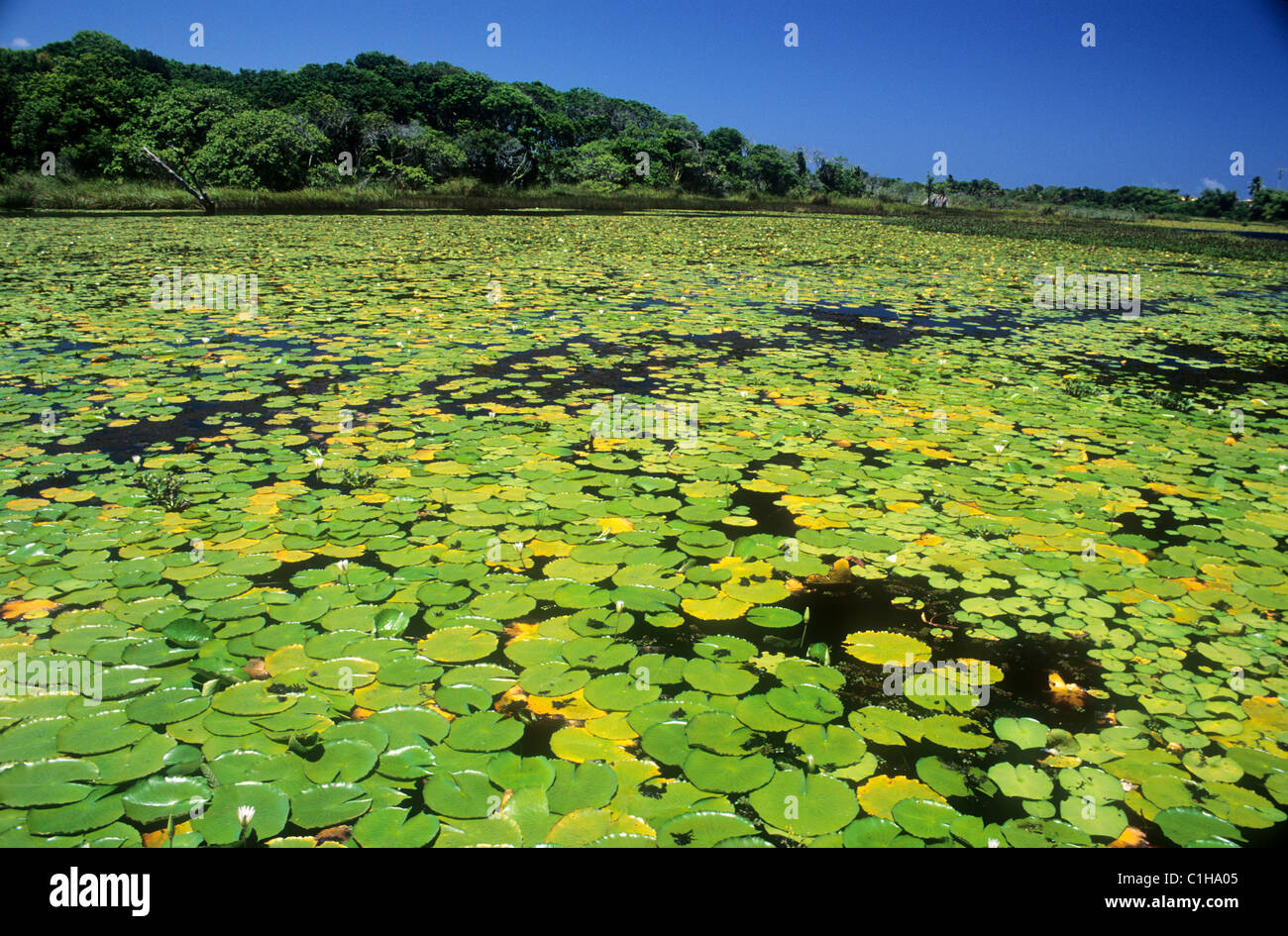 Brazil, state of Bahia- swamp near Praia do Forte Stock Photo - Alamy