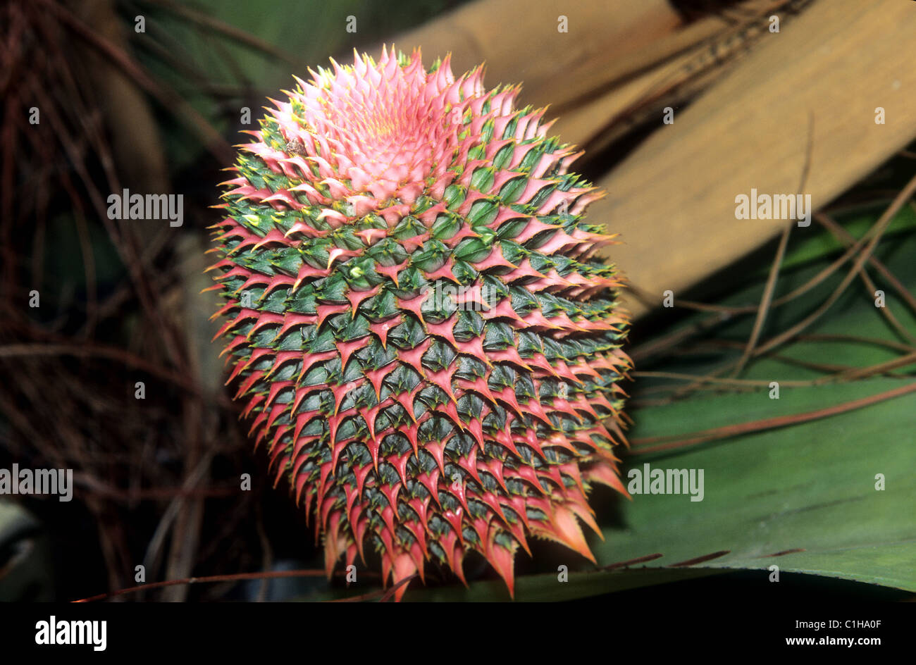 Brazil, wild pine-apple Stock Photo - Alamy