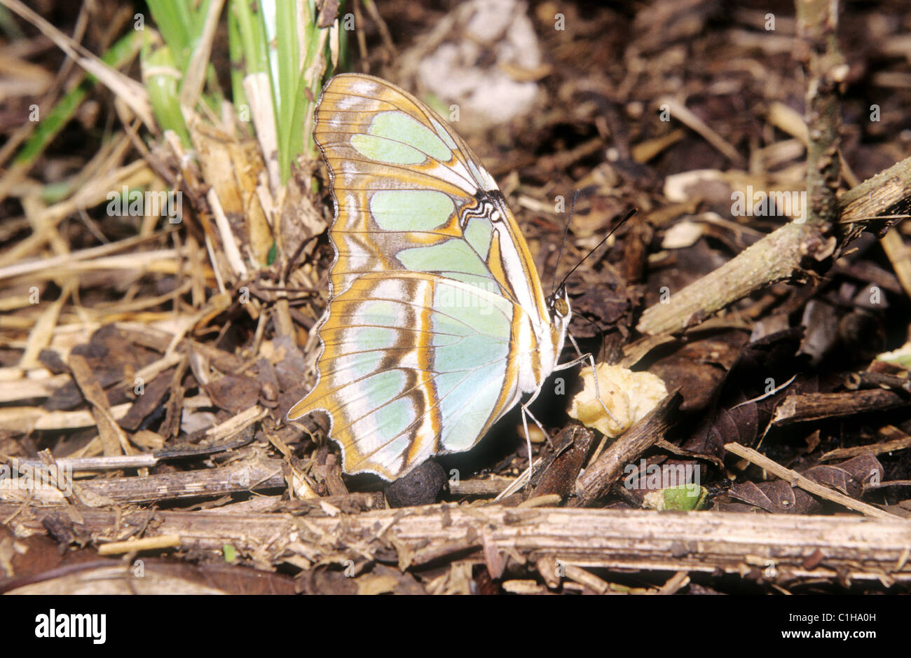 Brazil, a butterfly Stock Photo - Alamy