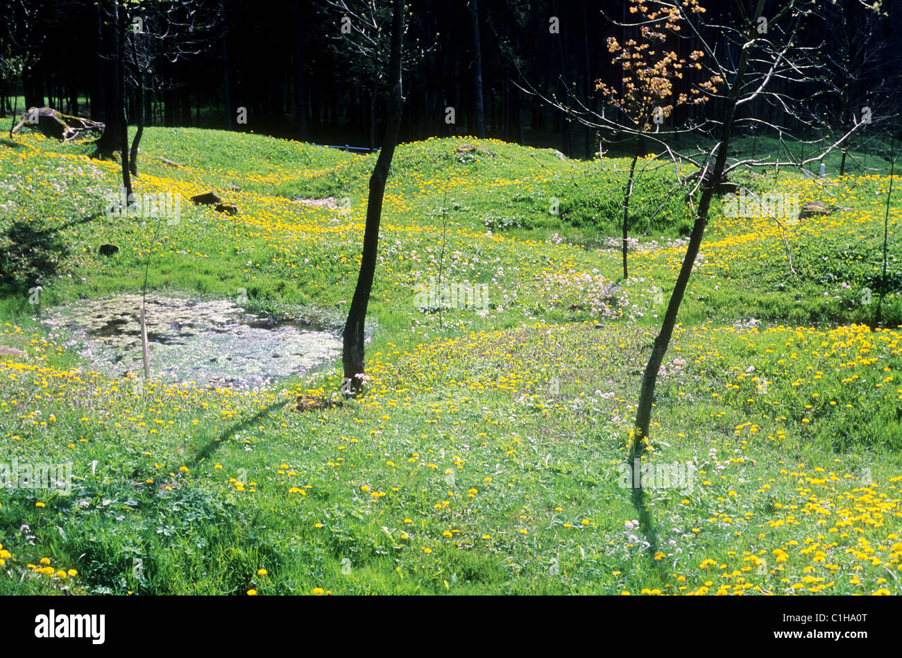 Meuse battle of verdun hi-res stock photography and images - Alamy