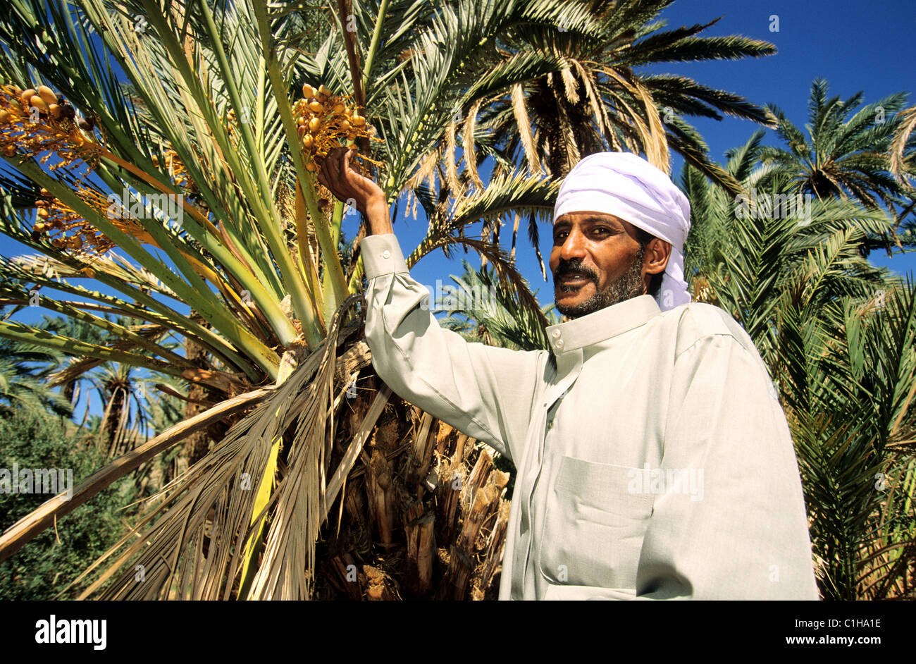 Feiran oasis hi-res stock photography and images - Alamy