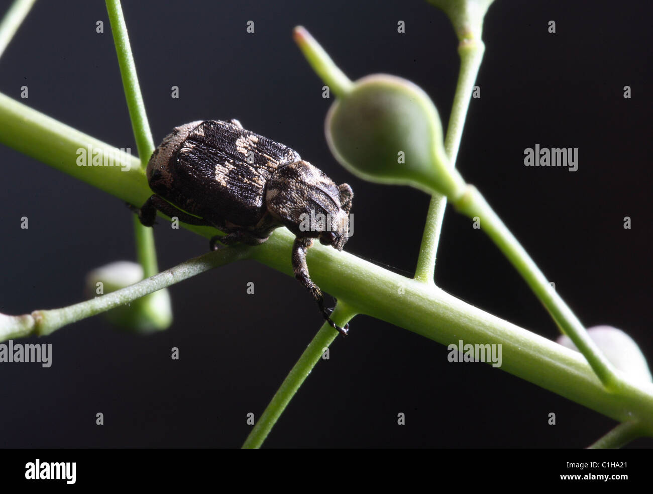 beetle walking along the stem of the plant Stock Photo - Alamy