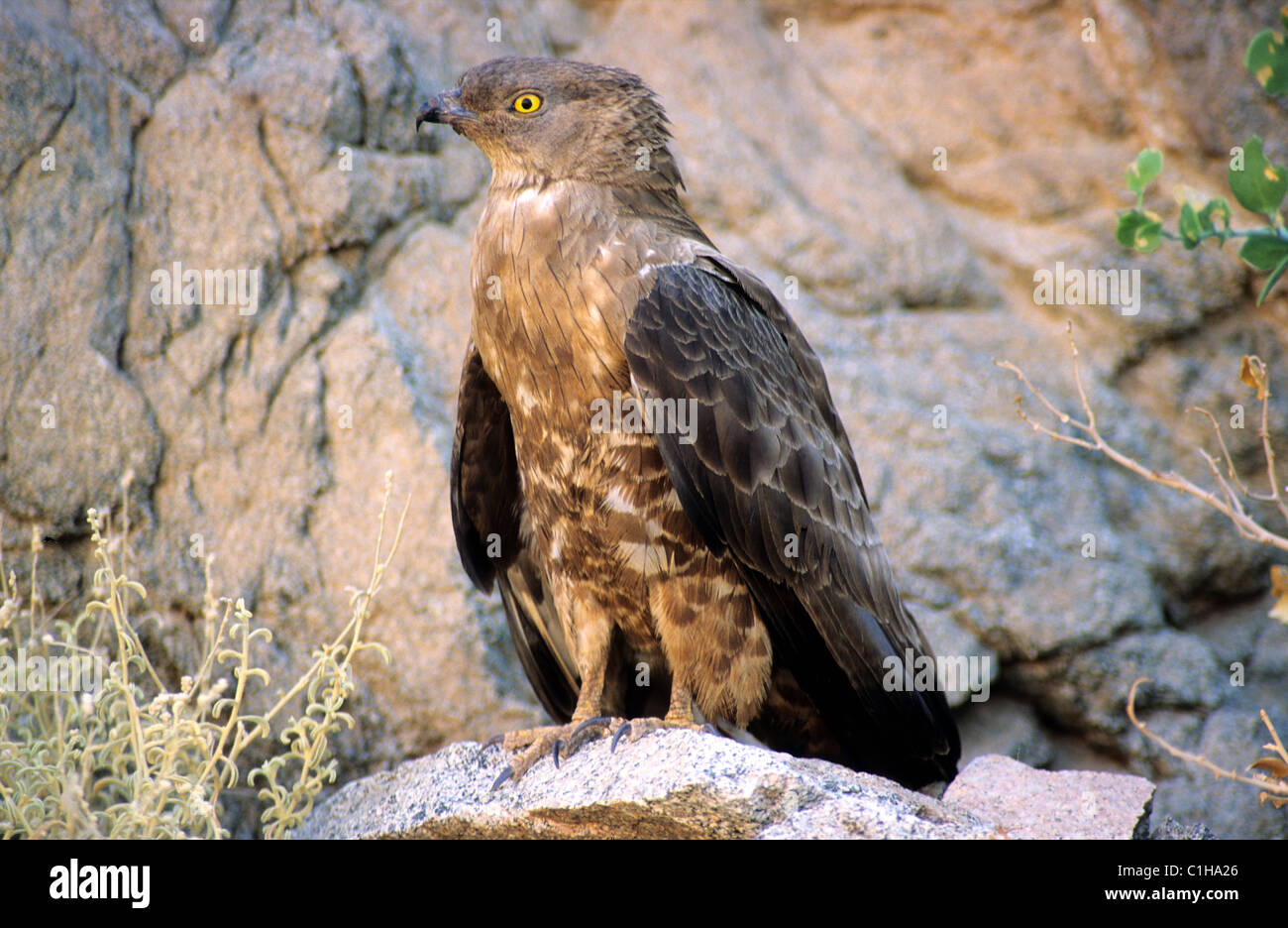Bird in egypt hi-res stock photography and images - Alamy