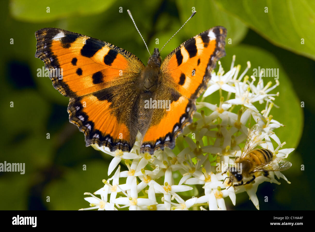bee and butterfly on flower Stock Photo - Alamy