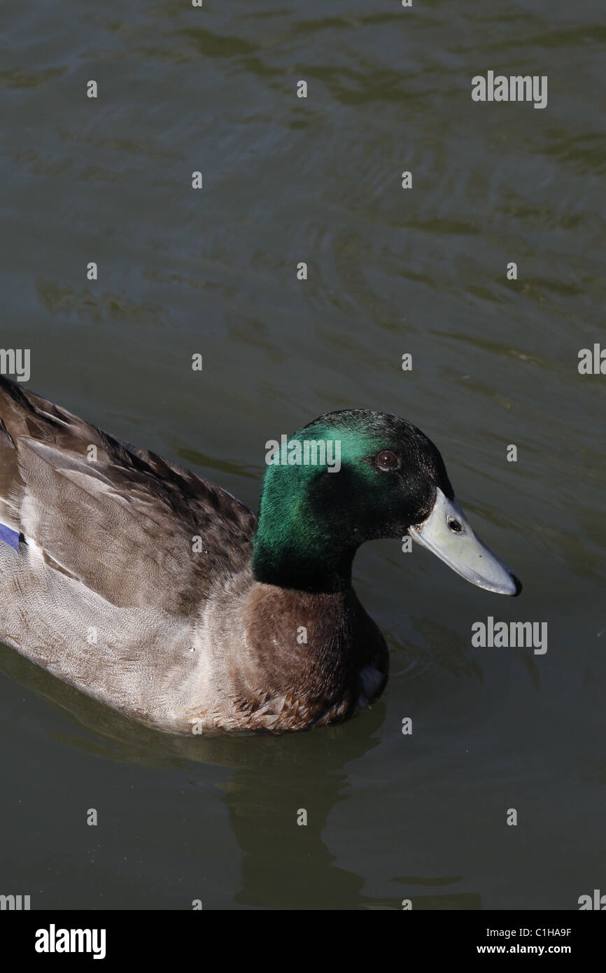 male mallard in sandhill lake, Worksop Anas platyrhynchos Stock Photo ...