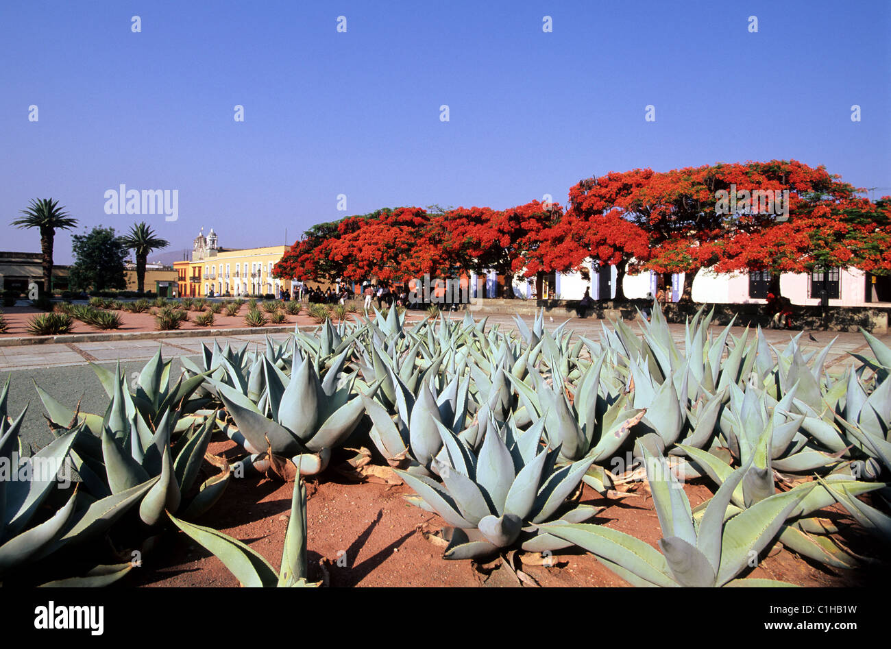 Mexico, Oaxaca State, Oaxaca city, flame trees in bloom Stock Photo - Alamy