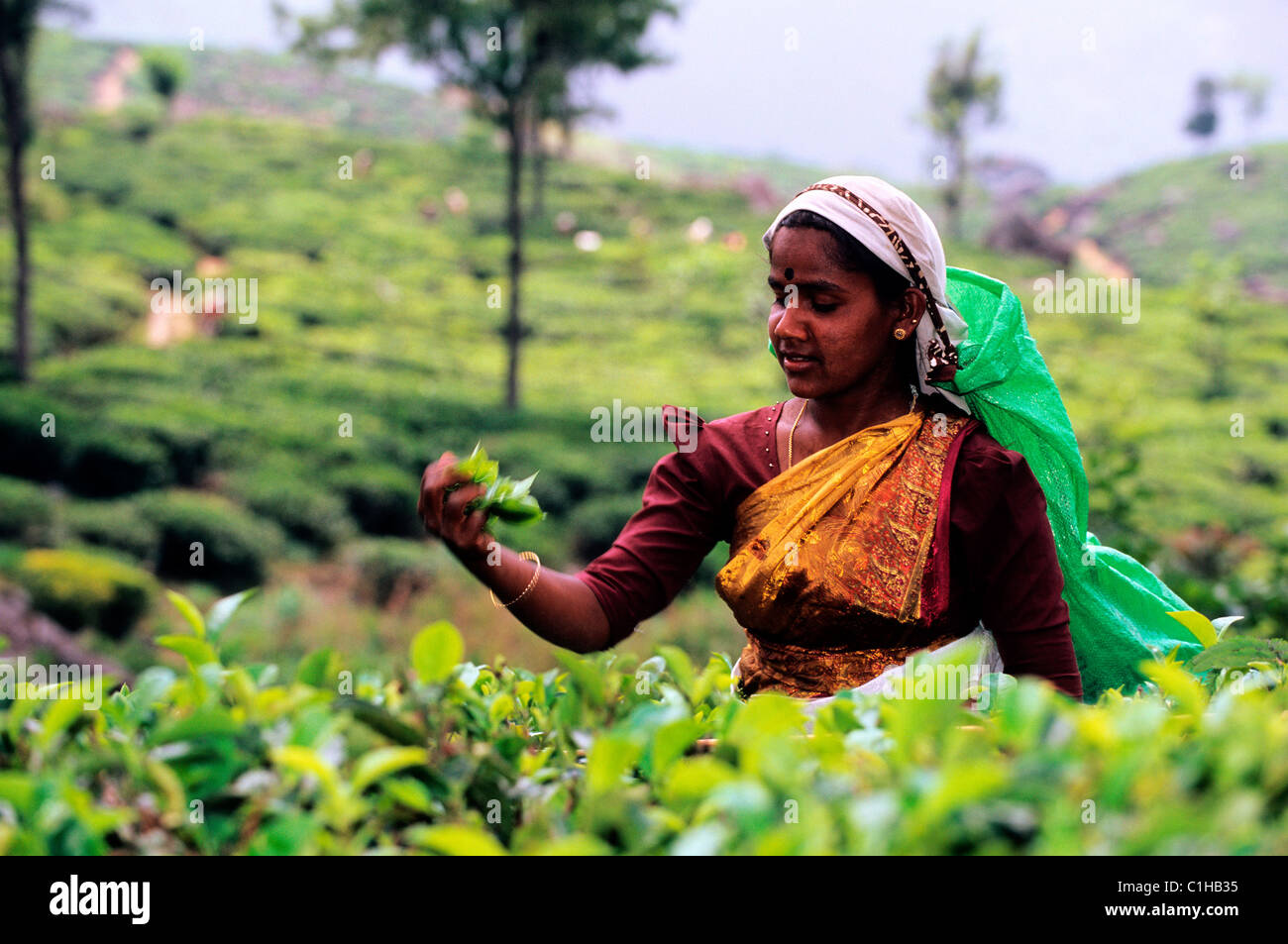 Sri Lanka, the Central High Lands, a tea picker woman in Haputale Stock ...