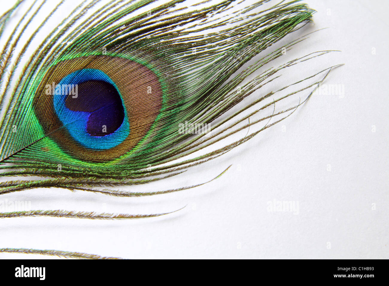 Two peacock feathers on white background Stock Photo - Alamy