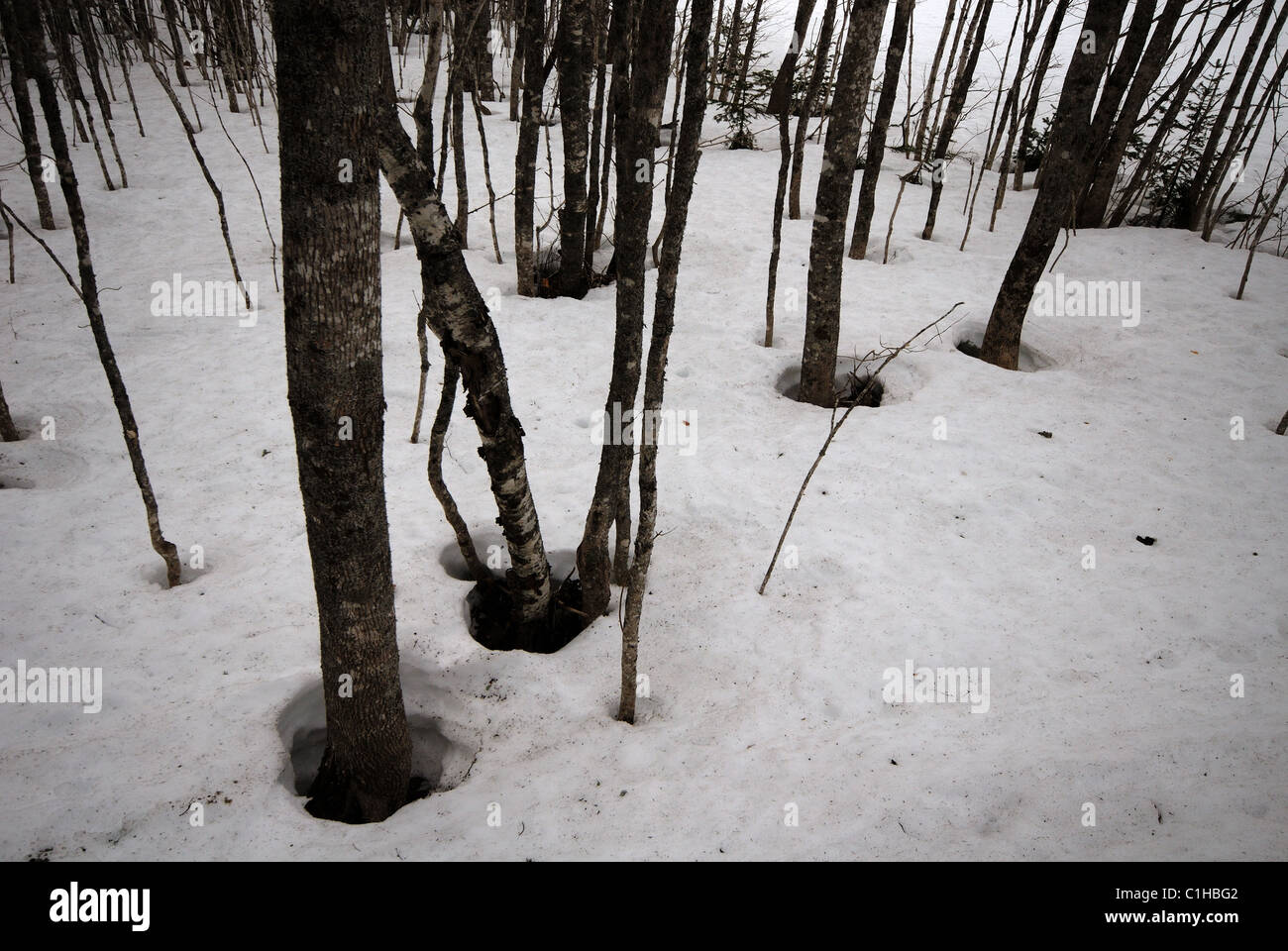 Trees in snow, Canada Stock Photo - Alamy