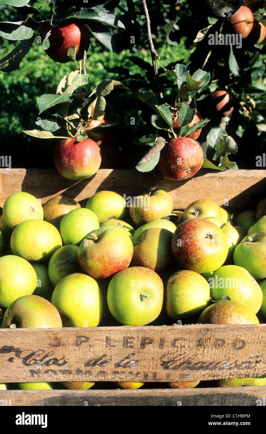 Apples orchard normandy hi-res stock photography and images - Alamy