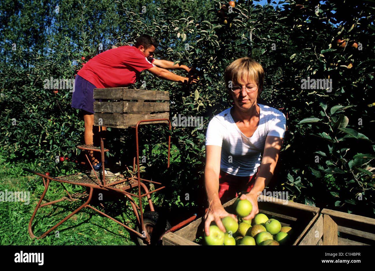 Apples orchard normandy hi-res stock photography and images - Alamy
