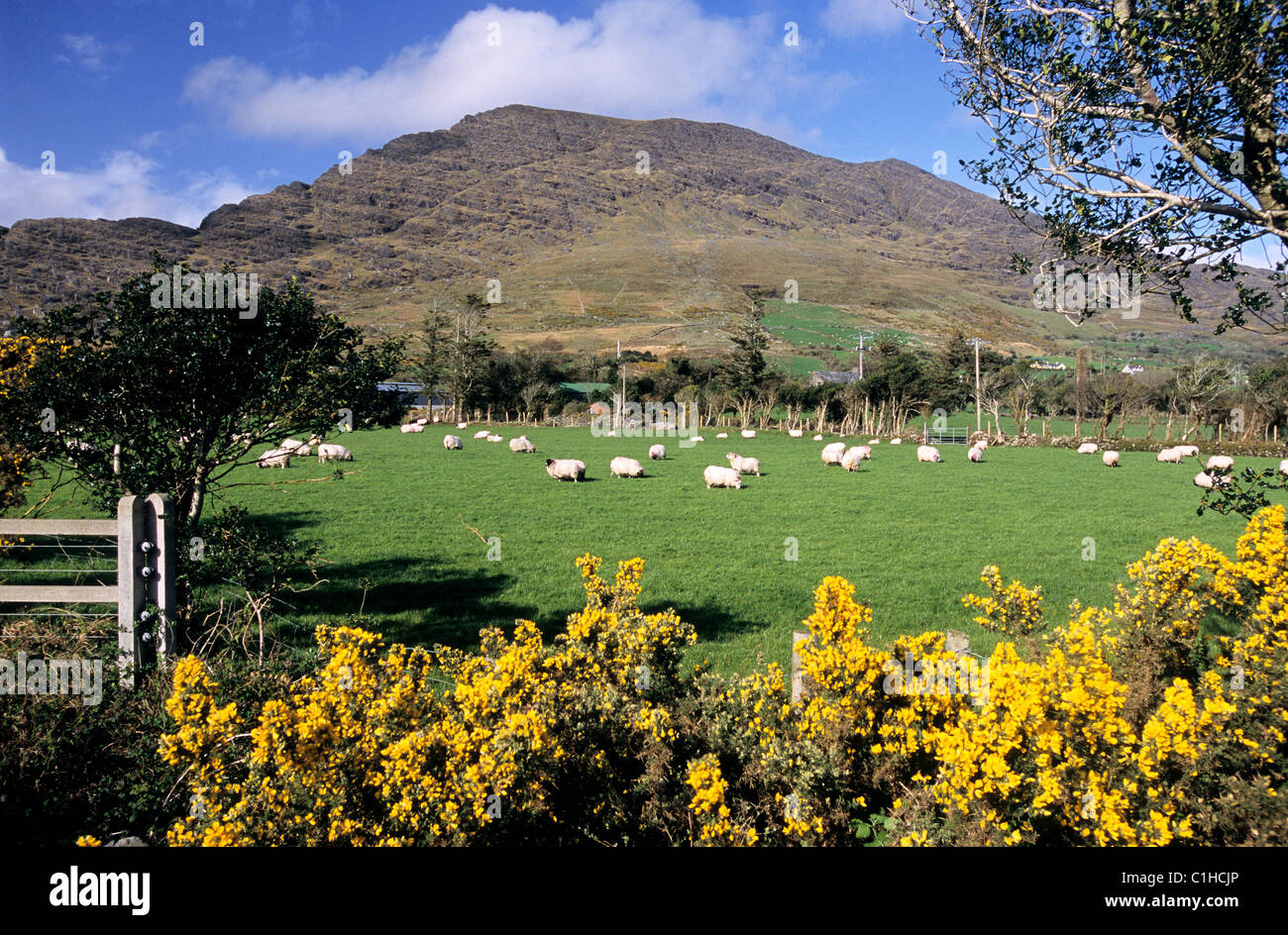 Republic of Ireland, county Cork Stock Photo - Alamy