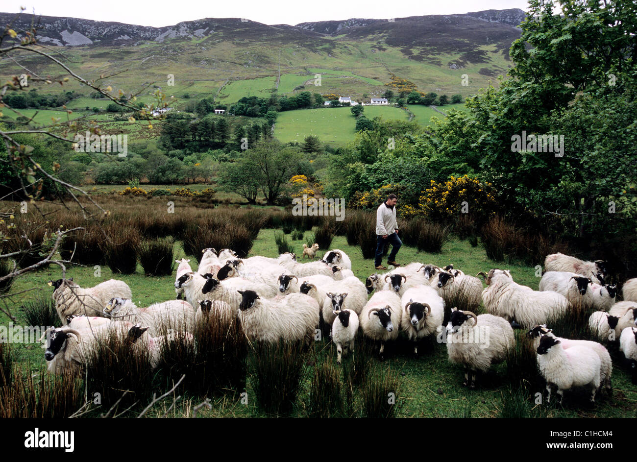 Republic of Ireland, Donegal, Inishowen Peninsula, herd of sheep Stock ...