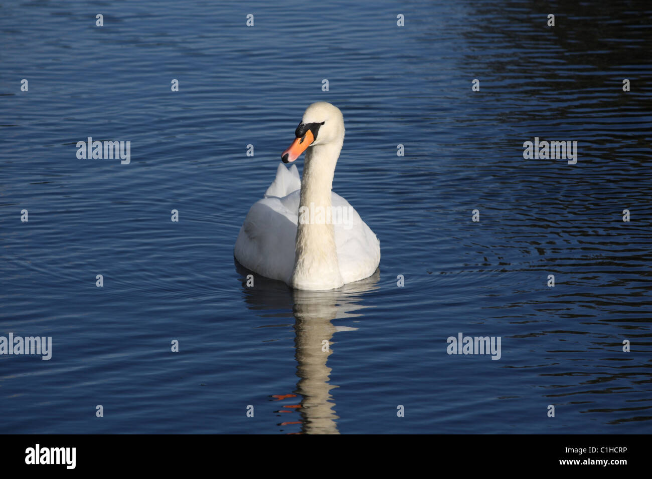 Sea and beauty swans hi-res stock photography and images - Alamy