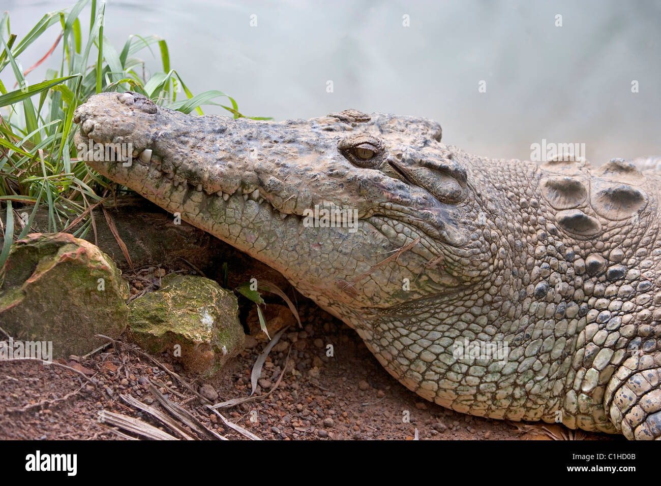 Australia, Northern Territory, Darwin, Crocodylos Park Stock Photo - Alamy