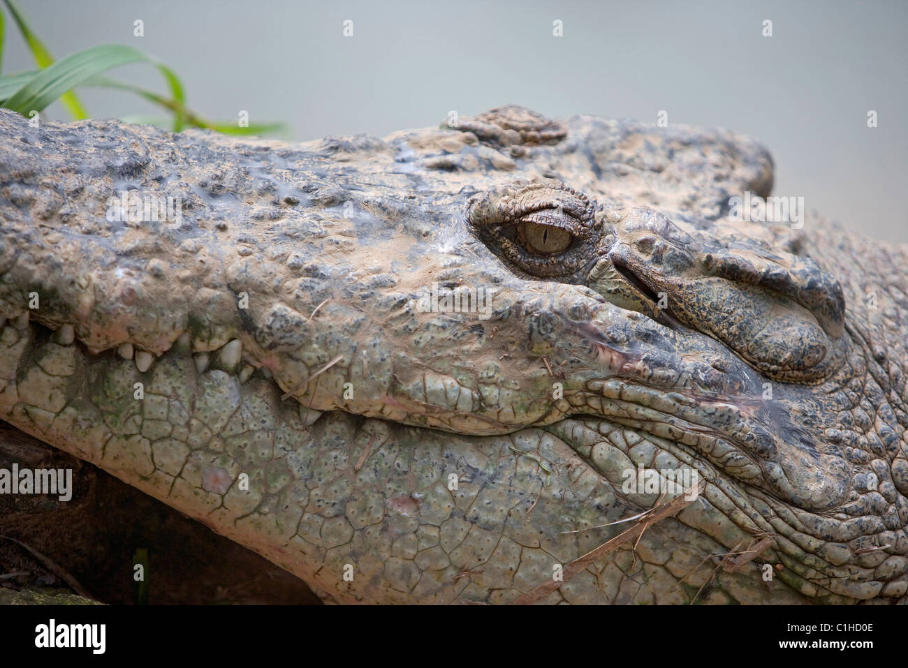 Australia, Northern Territory, Darwin, Crocodylos Park Stock Photo - Alamy