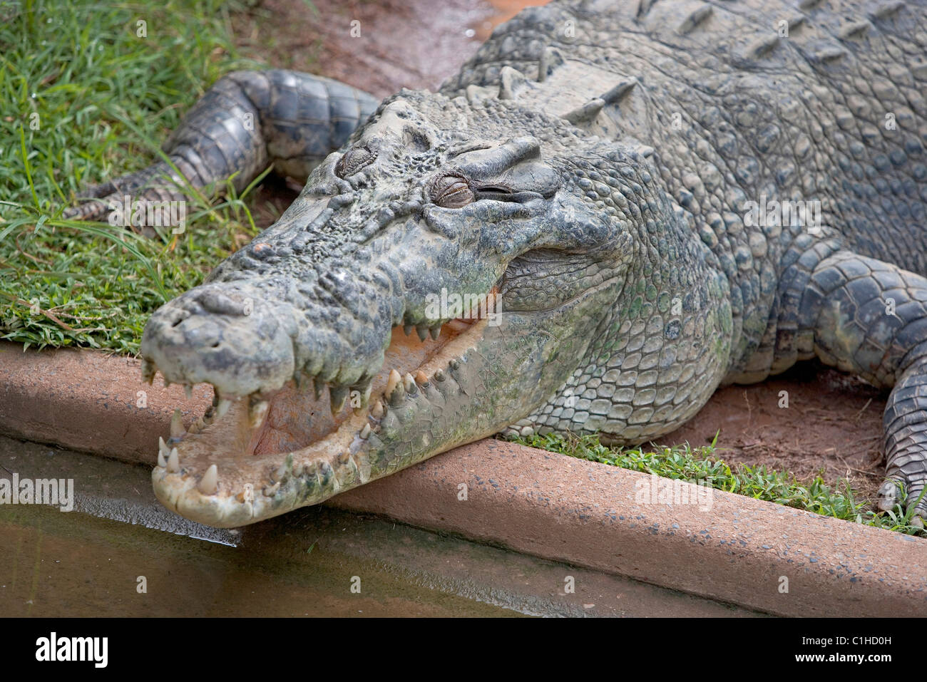 Australia, Northern Territory, Darwin, Crocodylos Park Stock Photo - Alamy