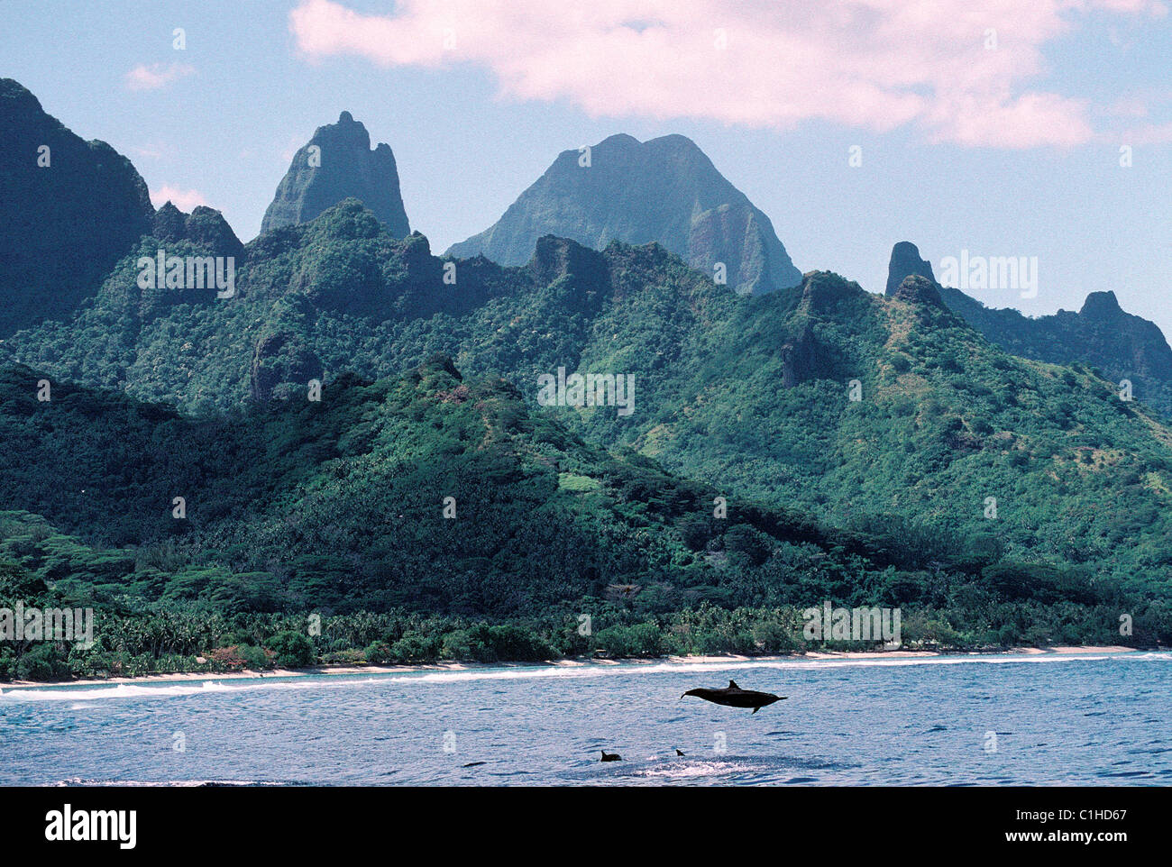 Jumping dolphin by Moorea coastline, French Polynesia Stock Photo - Alamy