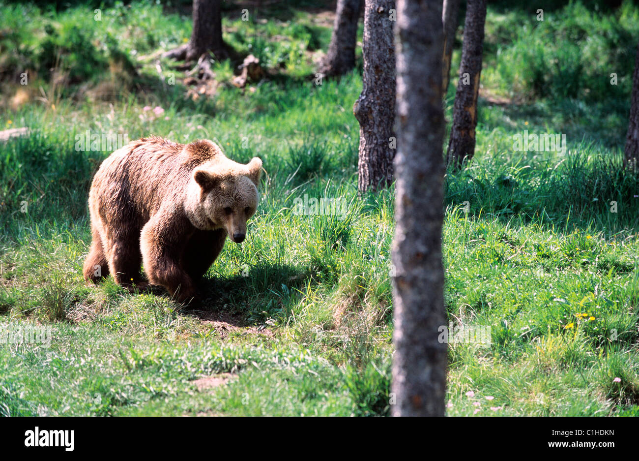 France, Pyrenees Orientales, one of the last bears still alive Stock ...