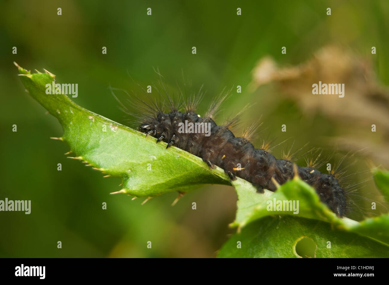 Moth acronicta auricoma hi-res stock photography and images - Alamy