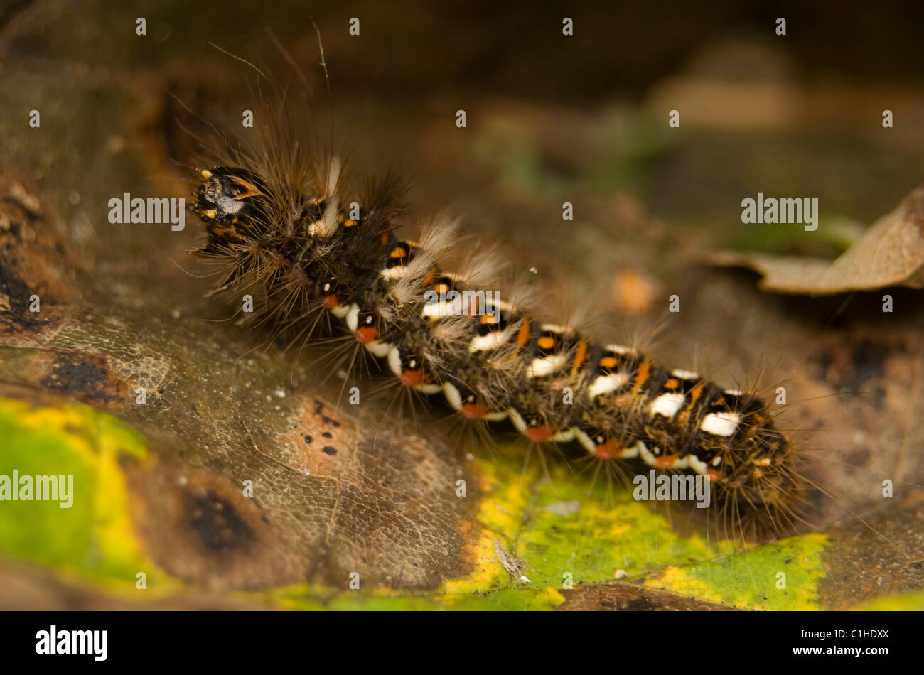 Acronicta rumicis hi-res stock photography and images - Alamy