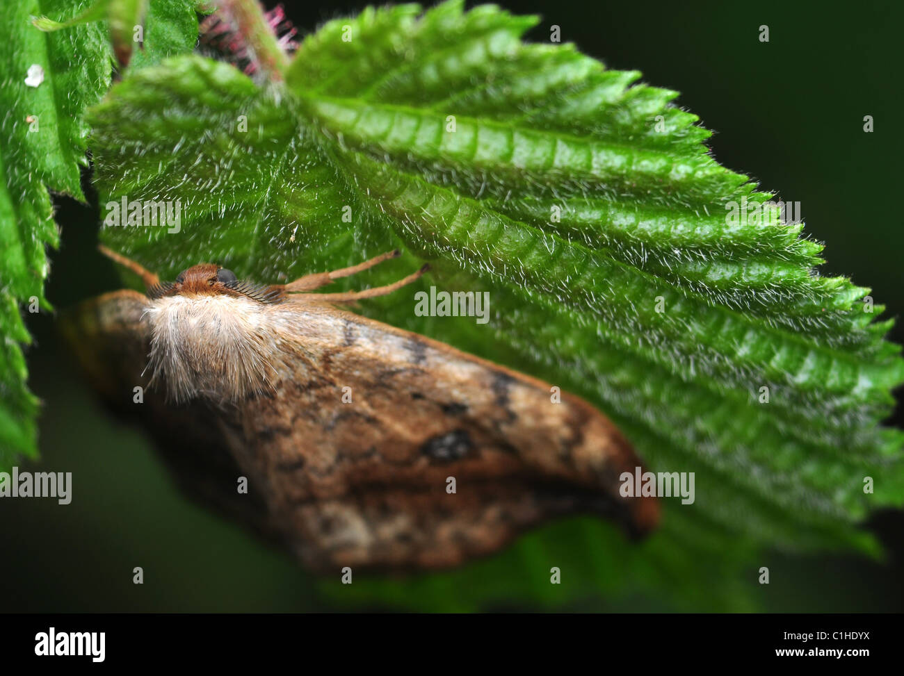 Drepana hi-res stock photography and images - Alamy