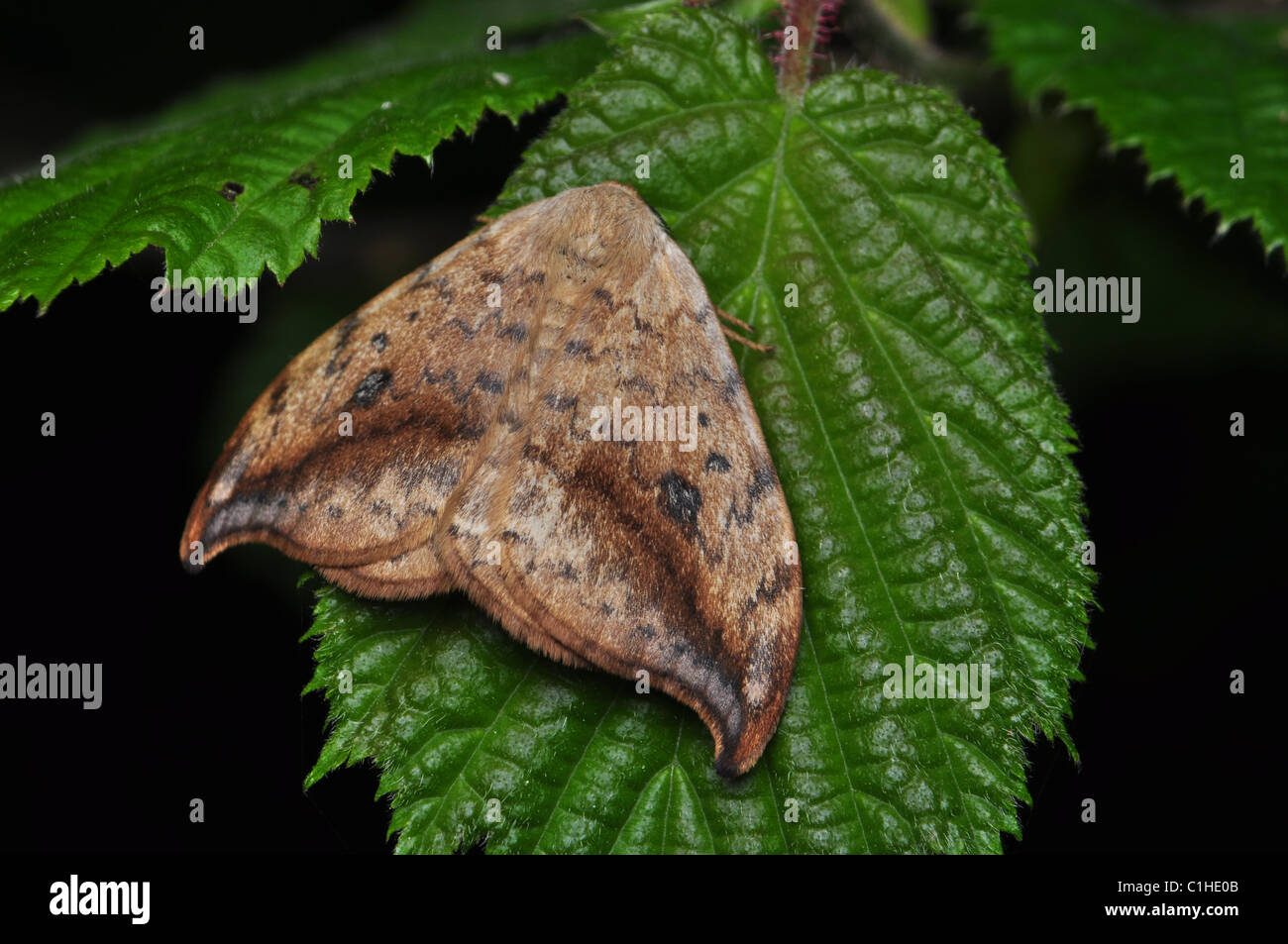 Drepana hi-res stock photography and images - Alamy